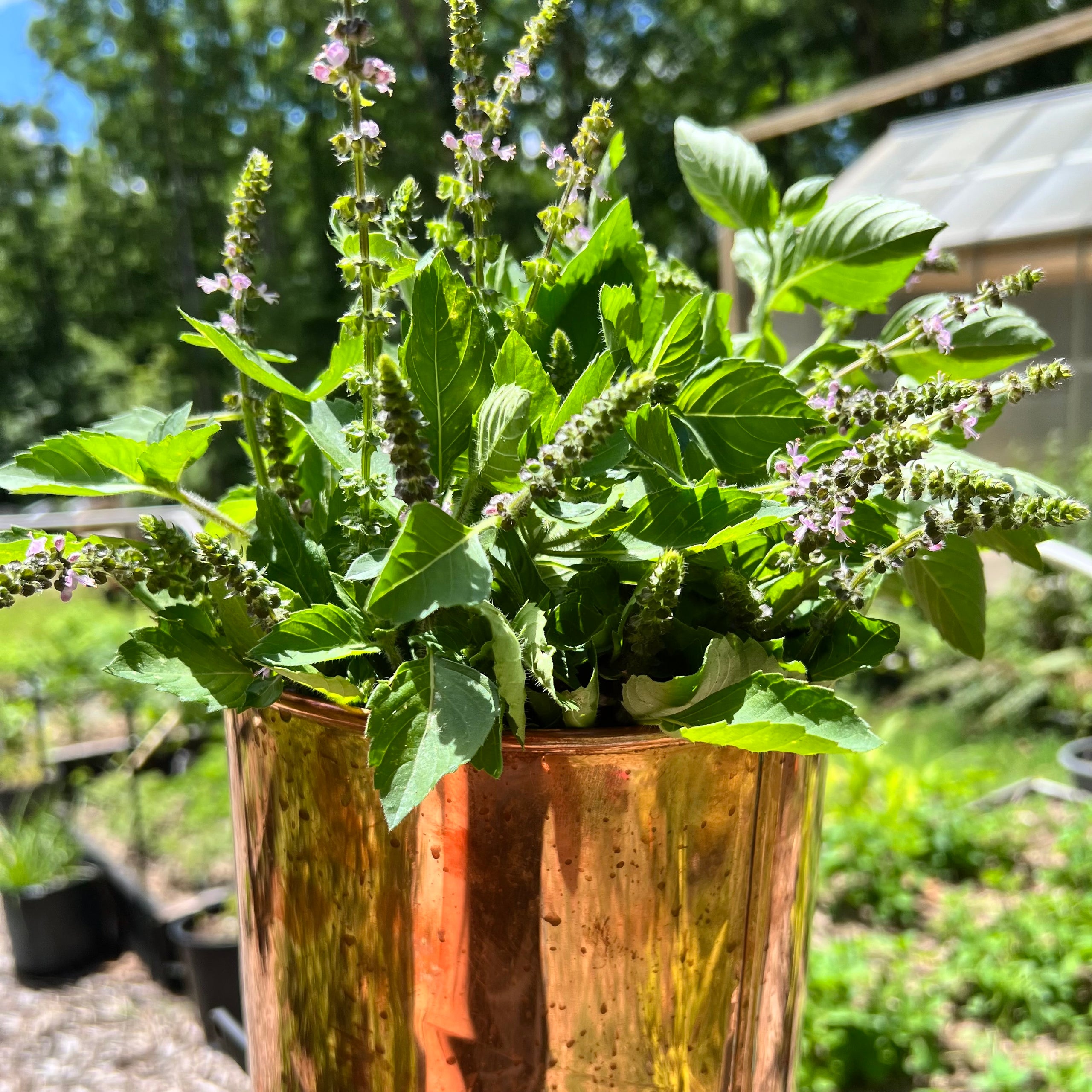 Tulsi / Holy Basil | Wild Origins